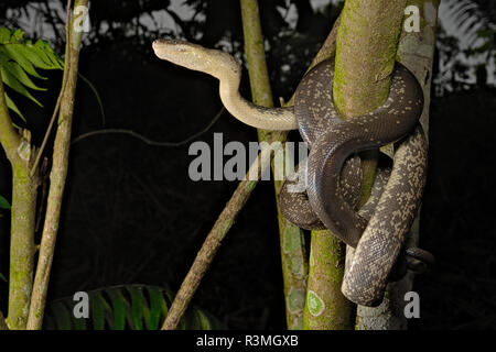 Macklot's python (Liasis mackloti) in a tree Stock Photo - Alamy