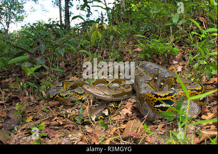 Reticulated Python, python reticulatus, Adult Stock Photo - Alamy