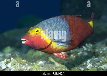 european parrotfish female Sparisoma cretense Madeira Island Atlantic ...