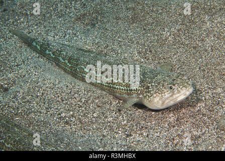 Atlantic Lizardfish (Synodus saurus), Tenerife, Fish of the Canary ...