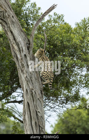 Serval on trunk tree Stock Photo - Alamy
