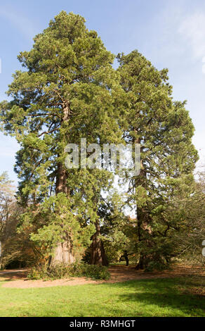 Wellingtonia tree, sequioadendron giganteum, National arboretum ...