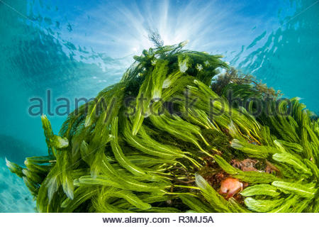 Green Feather Alga Caulerpa sertularioides in South Florida estuary ...