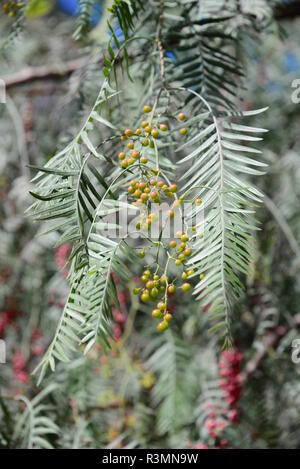 pepper tree - spain Stock Photo - Alamy