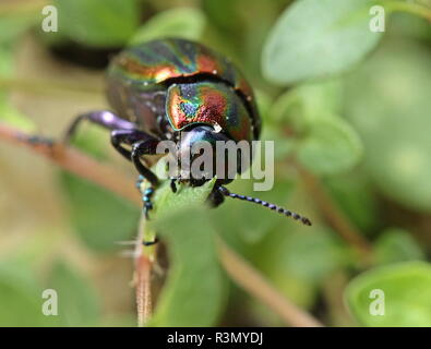 Rainbow leaf beetle / Snowdon Beetle, Chrysolina cerealis - a beautiful ...