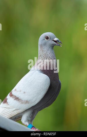 full body of red choco feather homing pigeon bird isolated white ...