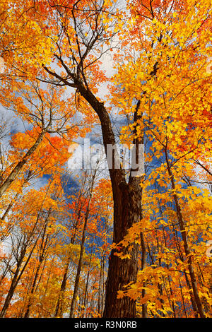 Canada, Ontario, Fairbank Provincial Park. Sugar maple trees in autumn ...