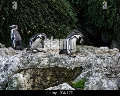 Close up shot of a group of penguins Stock Photo - Alamy