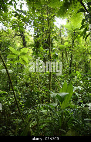 Cyathea sp Cyathea sp Stock Photo - Alamy