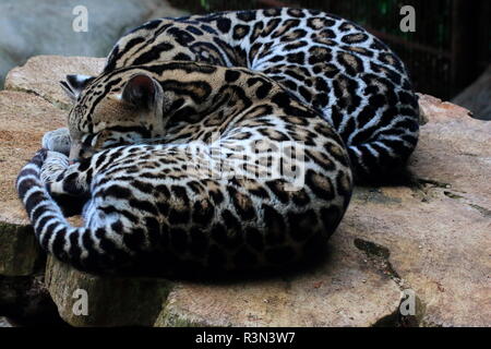 Ocelot (Felis pardalis), side view Stock Photo - Alamy
