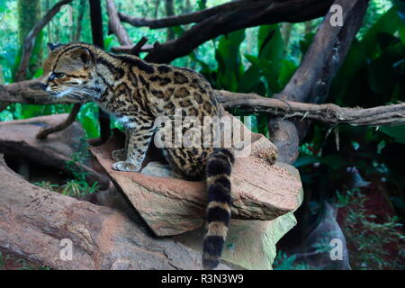 TIGER CAT OR ONCILLA leopardus tigrinus, ADULT LEAPING FROM BRANCH ...