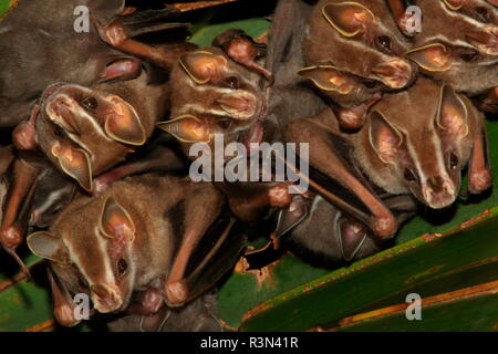 Tent-making bat (Uroderma bilobatum) hanging in a tree, Puerto Viejo ...
