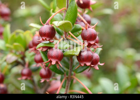 Chilean guava or strawberry myrtle, Ugni molinae (Eugenia ugni Stock ...