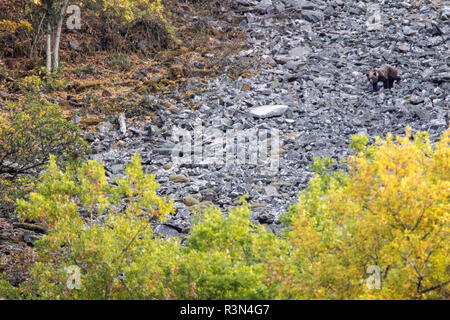 Pyrenean brown bear (Ursus arctos pyrenaicus) resting on rocks, Spanish ...