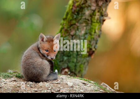 Red fox (Vulpes vulpes), Young, Ardennes, Belgium Stock Photo - Alamy