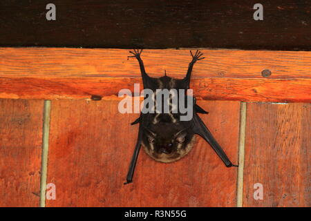 Greater Sac-winged Bat Saccopteryx bilineata hanging from wall near ...