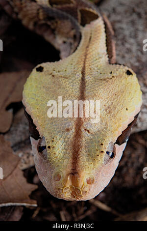 Gaboon Viper (Bitis gabonica rhinoceros) handled by worker at venom ...