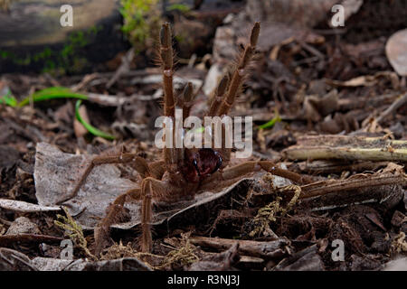 Burgundy goliath bird eater (Theraphosa stirmi Stock Photo - Alamy