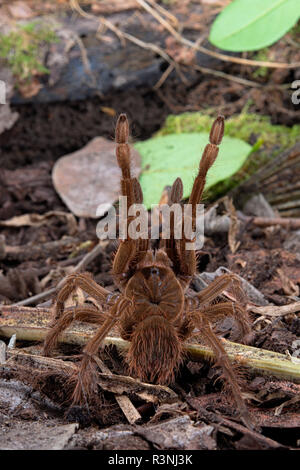 Goliath birdeater tarantula (Theraphosa stirmi), one of the largest ...