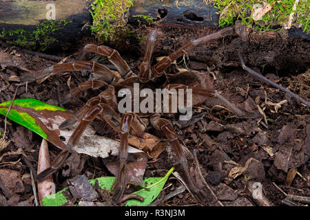 The Goliath birdeater tarantula (Theraphosa blondi) in the Peruvian ...