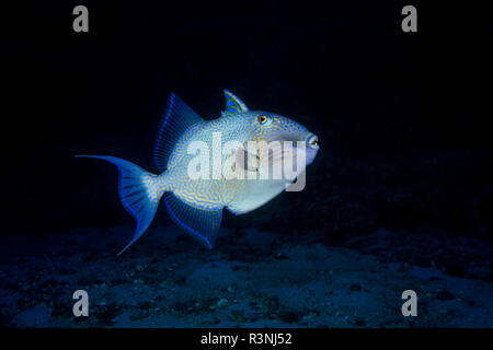 Pseudobalistes fuscus, Yellow-spotted Triggerfish on Shipwreck Hamada ...