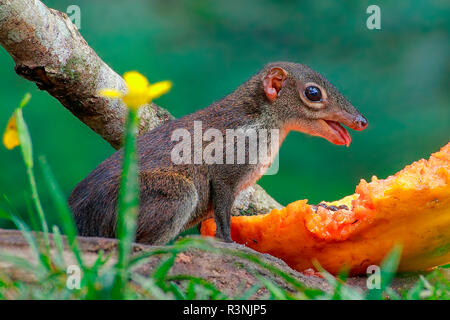Common tree shrew tupaia glis Stock Photo - Alamy