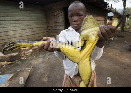 Goliath frog (Conraua goliath) Hunted for food. Bush meat. Cameroon ...