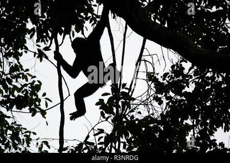 Bonobo (Pan paniscus) Bonobo population revealed to the international ...