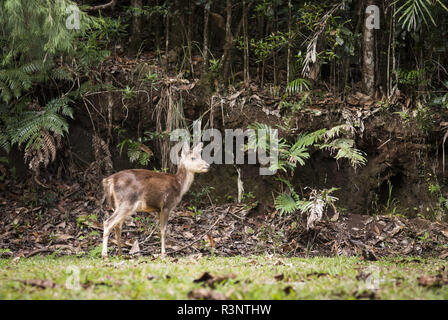 Timor deer (Rusa timorensis) adult in thick vegetation, Komodo Stock ...