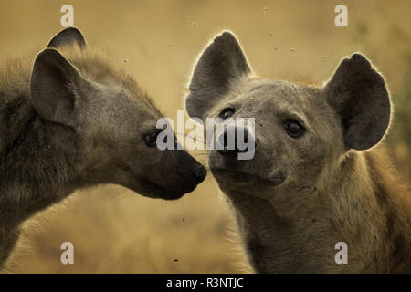 A pair of Spotted Hyenas, Crocuta Crocuta in Etosha National Park ...