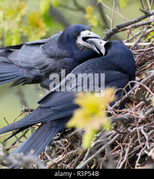 Rook (Corvus frugilegus) male feeding his mate on their tree top nest ...