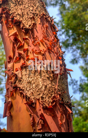 Pacific Madrone (Arbutus menziesii) close-up of bark with ant, Mayne ...