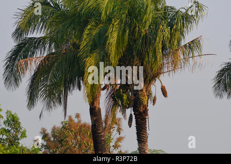 Brazil, Pantanal: Fruits of the Acuri palm tree Stock Photo - Alamy