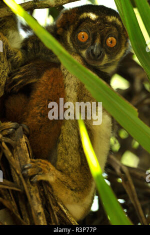 Eastern Woolly Lemur - Avahi laniger, rain forest Madagascar east coast ...