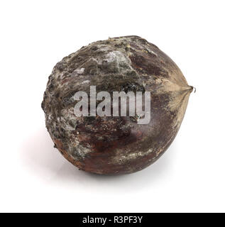 Mold and fungus on a nut. Macro photo. Beautiful mold Stock Photo - Alamy