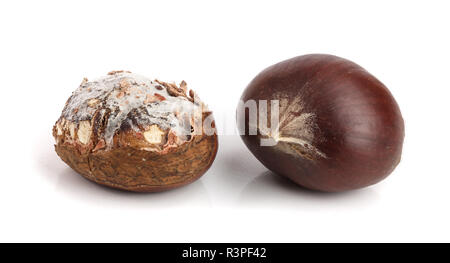 Fresh and moldy chestnuts isolated on a white background Stock Photo ...