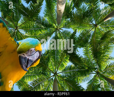 green parrot on a spreading palm tree, wild birds on a tree in the park ...