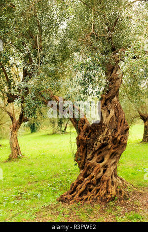 The olive, botanical name Olea europaea, is a species of small tree or ...