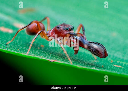Male ant-mimicking jumping spider (Myrmarachne sp.) Myrmarachne is a ...