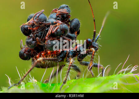 Ant snatching assassin bug (Acanthaspis petax) carrying ants' corpses ...
