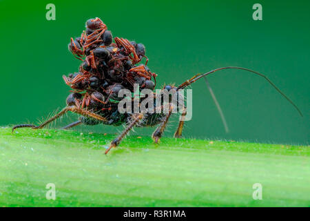 Ant snatching assassin bug (Acanthaspis petax) carrying ants' corpses ...