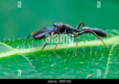 Ant mimic jumping spider, Ant spider (Myrmarachne formicaria), male on ...