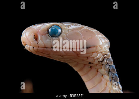 Young Taiwan cobra (Naja atra formosa Stock Photo - Alamy