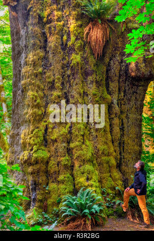 Sitka Spruce Picea sitchensis in Old Growth Forest Quinault Olympic ...