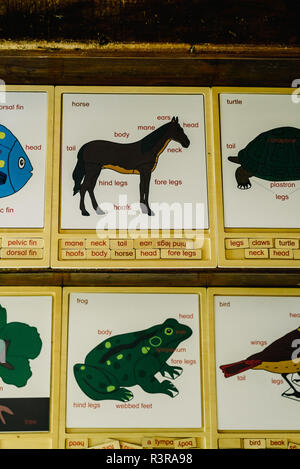 Cards with names of animals in a Montessori school Stock Photo - Alamy