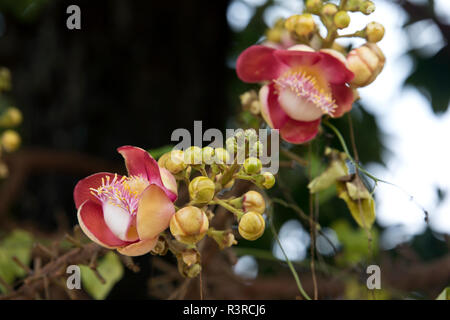 Shala tree (Shorea robusta Stock Photo - Alamy