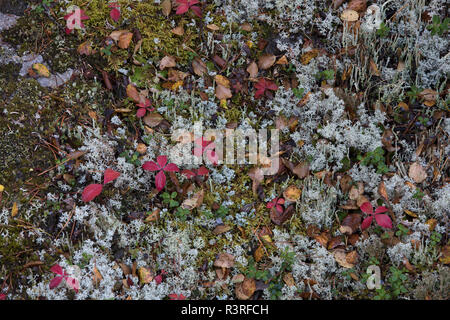 Boreal forest, lichen, moss, mushroom, fall, fall foliage, fall colors ...