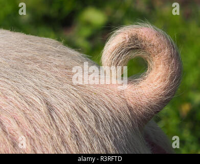 a curly pig tail Stock Photo: 16934968 - Alamy