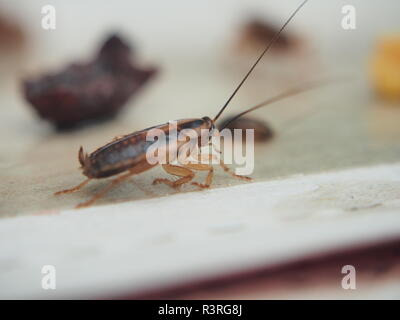 A cockroach stuck to the sticky paper. Domestic insect. Close up Stock ...