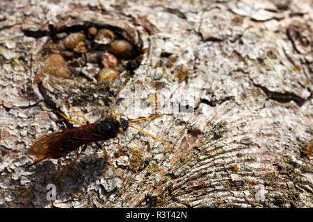 Giant horntail (Urocerus gigas Stock Photo - Alamy